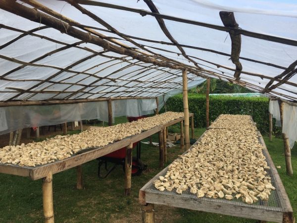 Kava: Mythical origins and epic coevolution - Herbal Reality