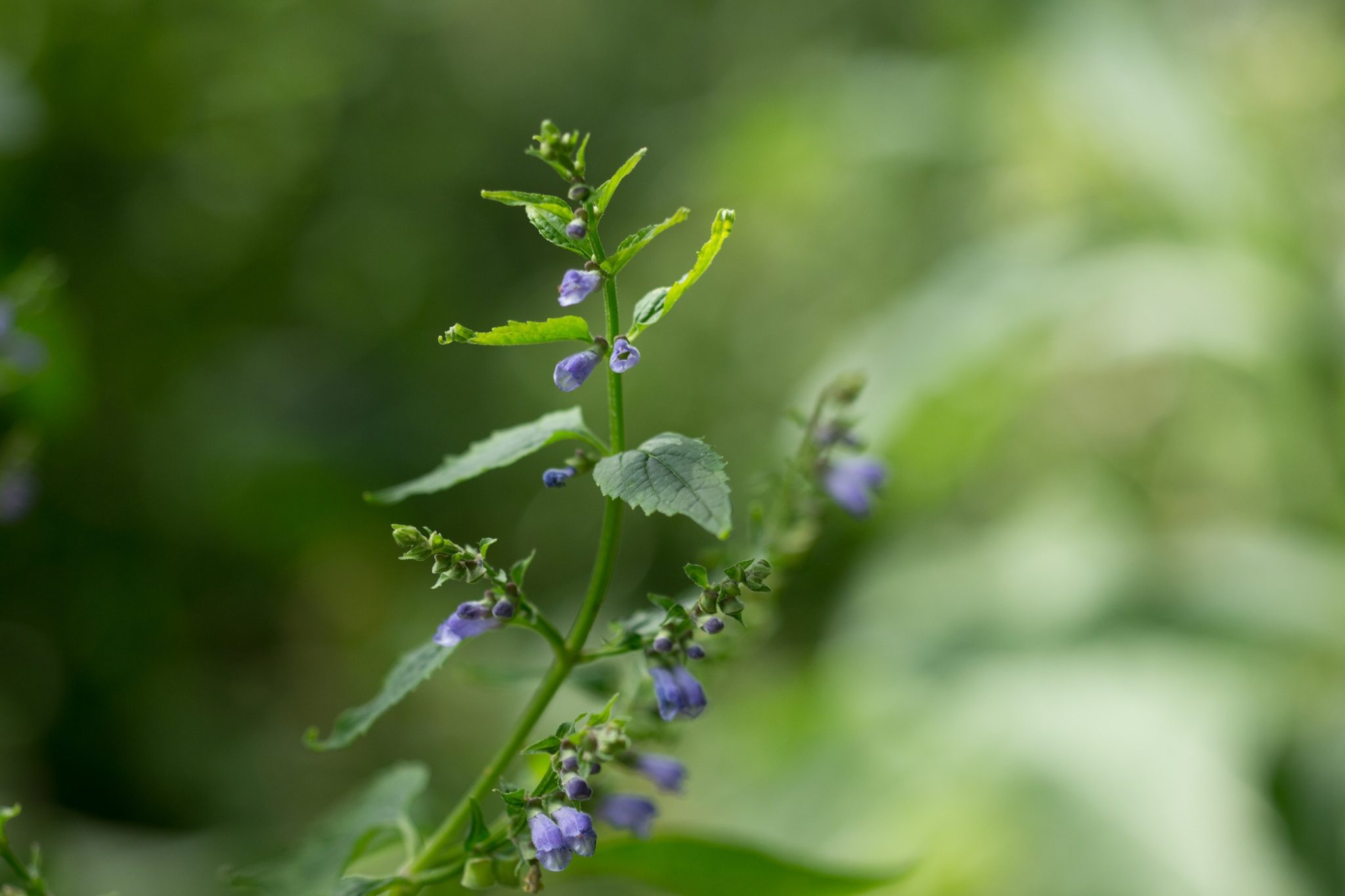 Skullcap (Scutellaria lateriflora): Benefits, Safety, Uses | Herbal Reality