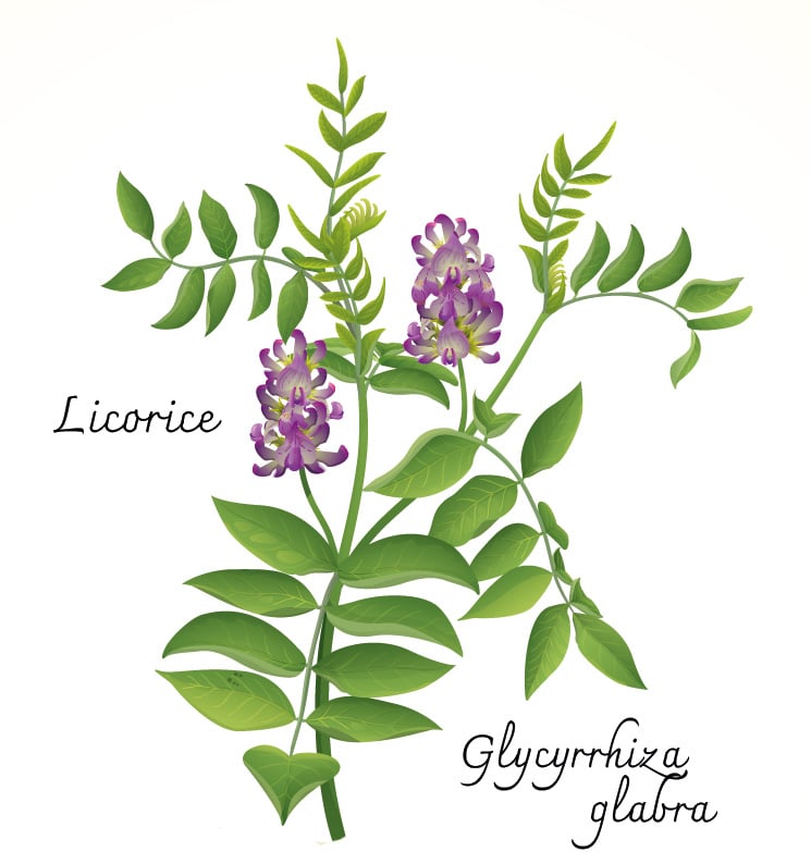 Licorice Root Plant