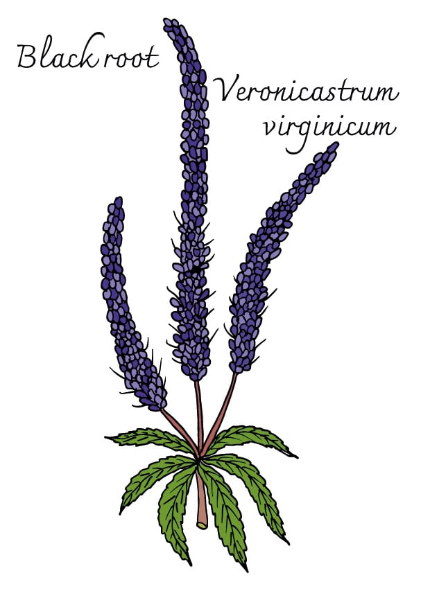 Black root | Herbs | Herbal Reality