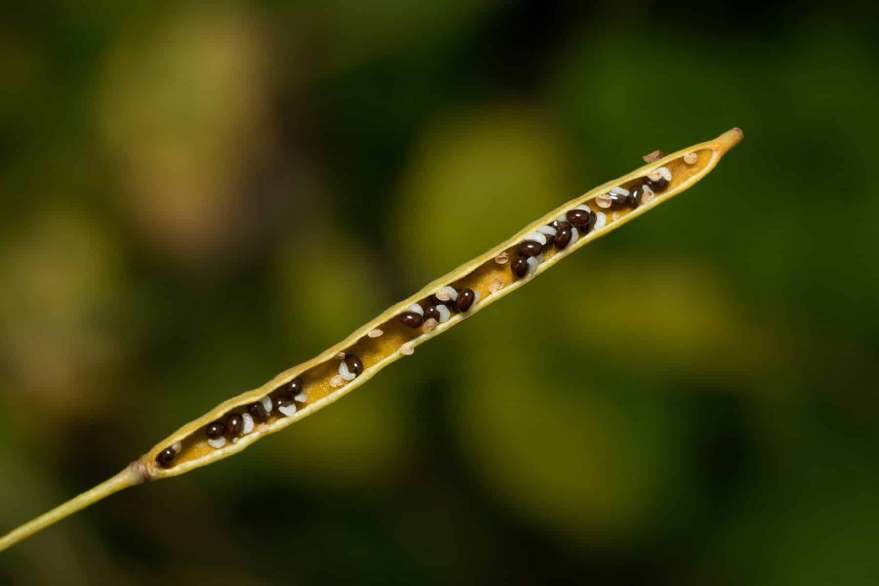 Greater celandine | Herbs | Herbal Reality