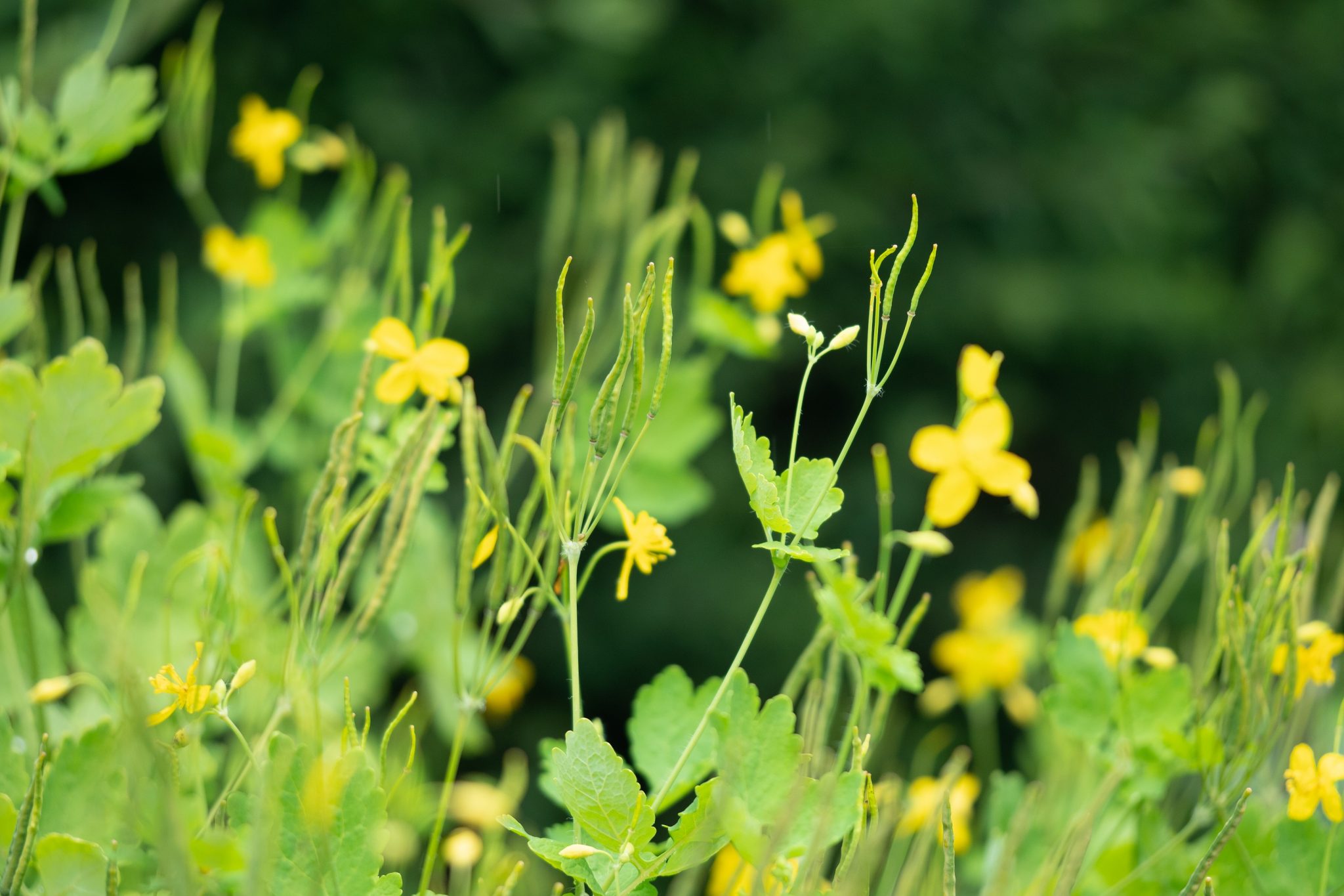Greater Celandine (Chelidonium majus): Benefits, Uses, Safety | Herbal ...