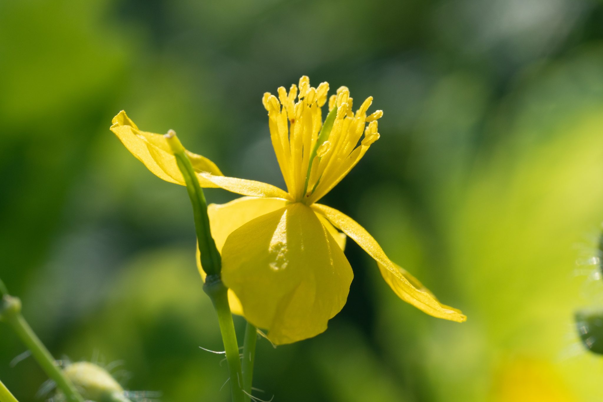 Greater Celandine (Chelidonium majus): Benefits, Uses, Safety | Herbal ...