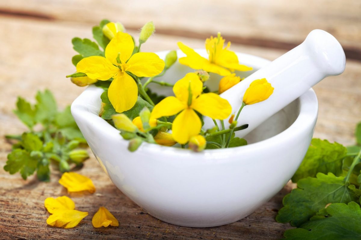 Greater celandine | Herbs | Herbal Reality