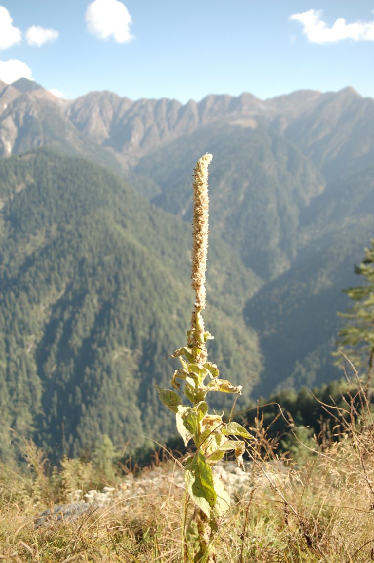 Mullein (Verbascum thapsus): Benefits, Safety, Uses | Herbal Reality
