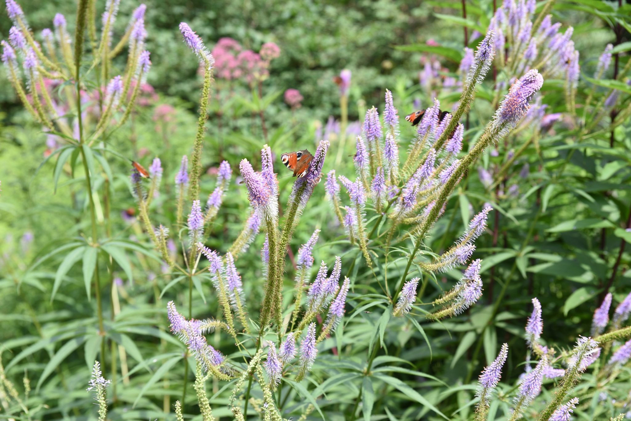 Black Root (Veronicastrum virginicum): Benefits, Safety, Uses | Herbal ...