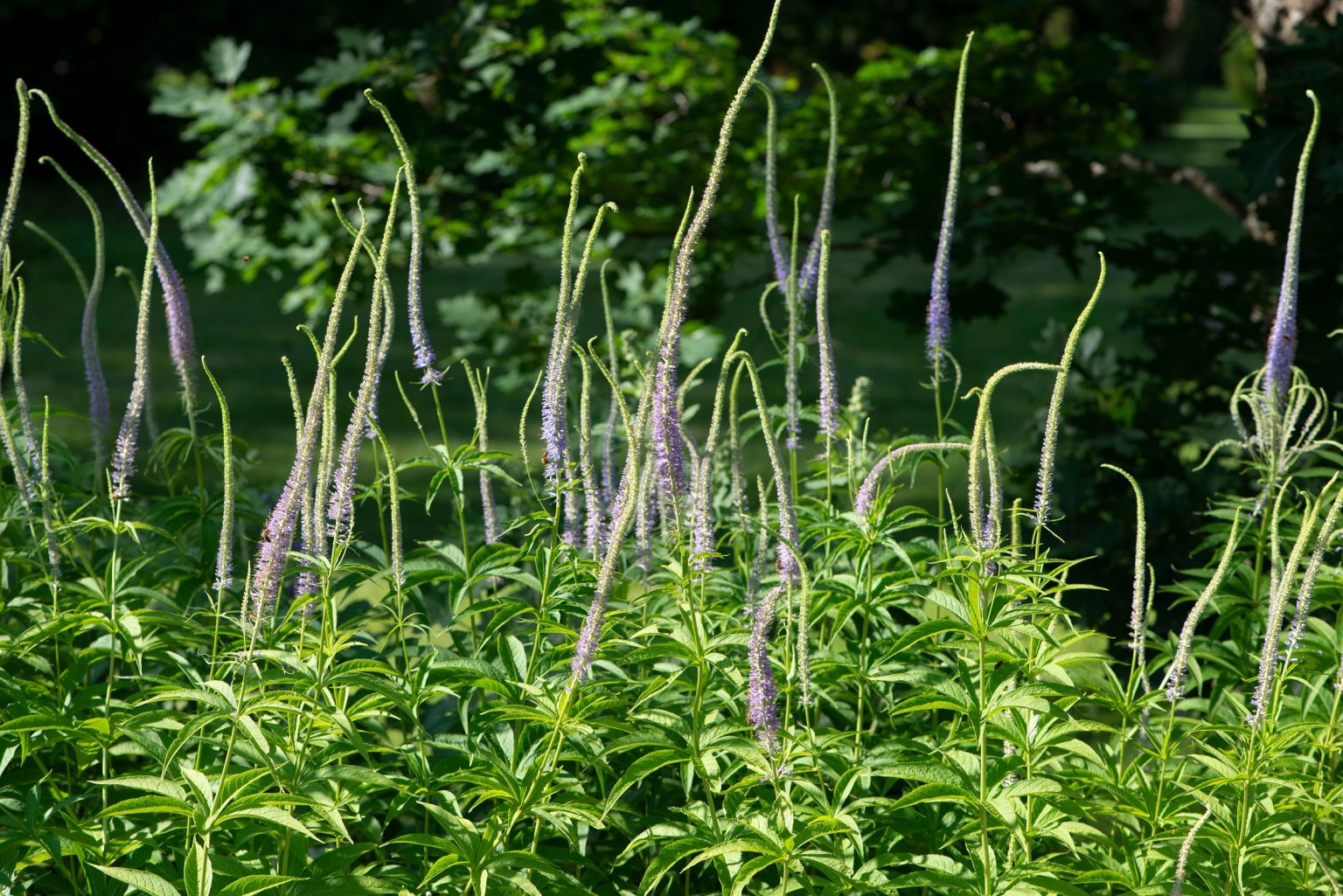 Black Root (Veronicastrum virginicum): Benefits, Safety, Uses | Herbal ...