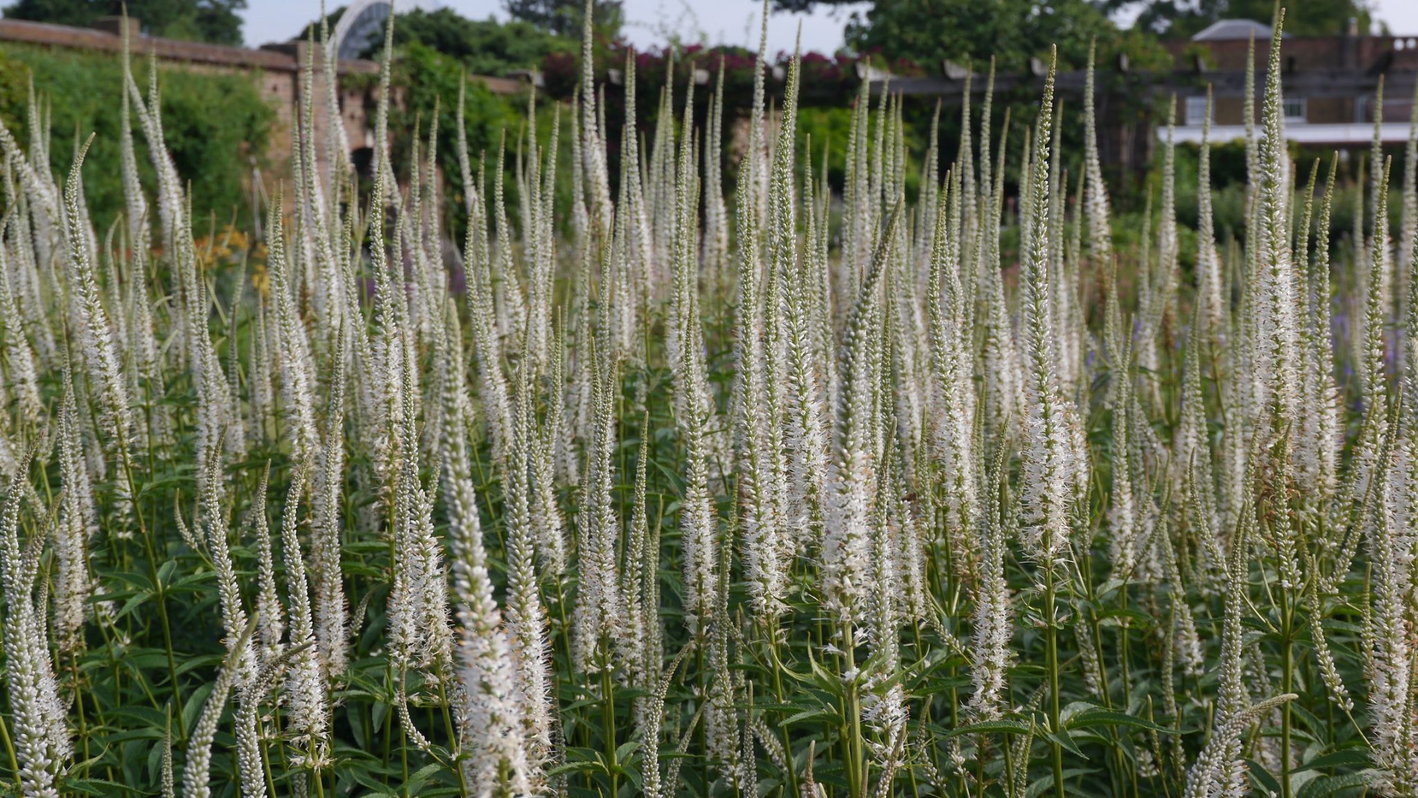 Black Root (Veronicastrum virginicum): Benefits, Safety, Uses | Herbal ...