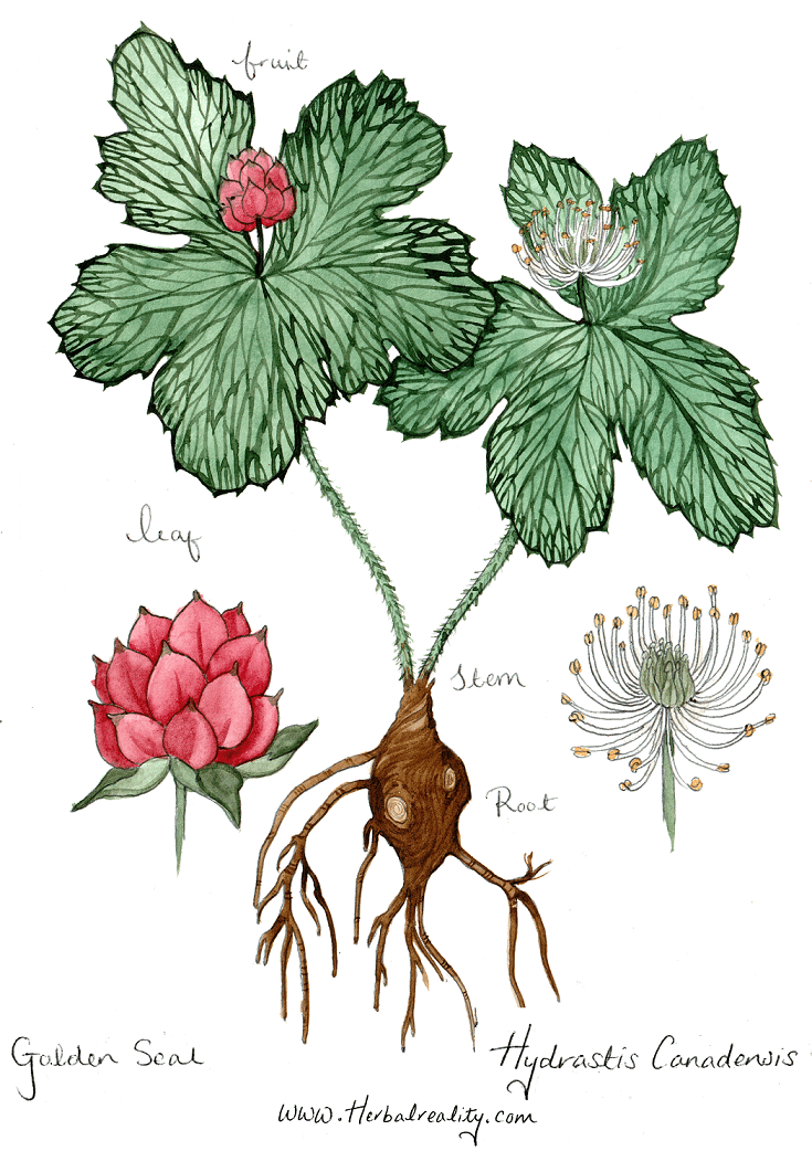 Goldenseal | Herbs | Herbal Reality