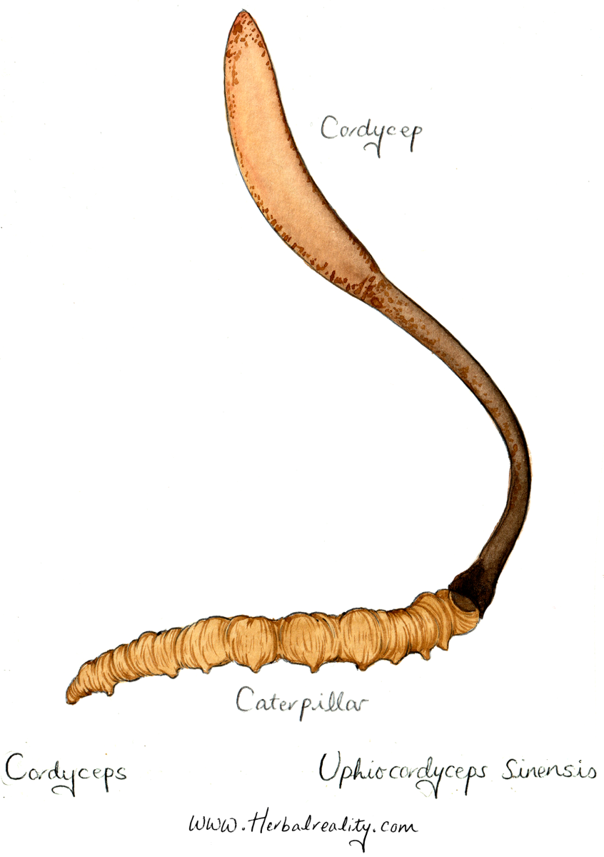 Cordyceps | Herbs | Herbal Reality