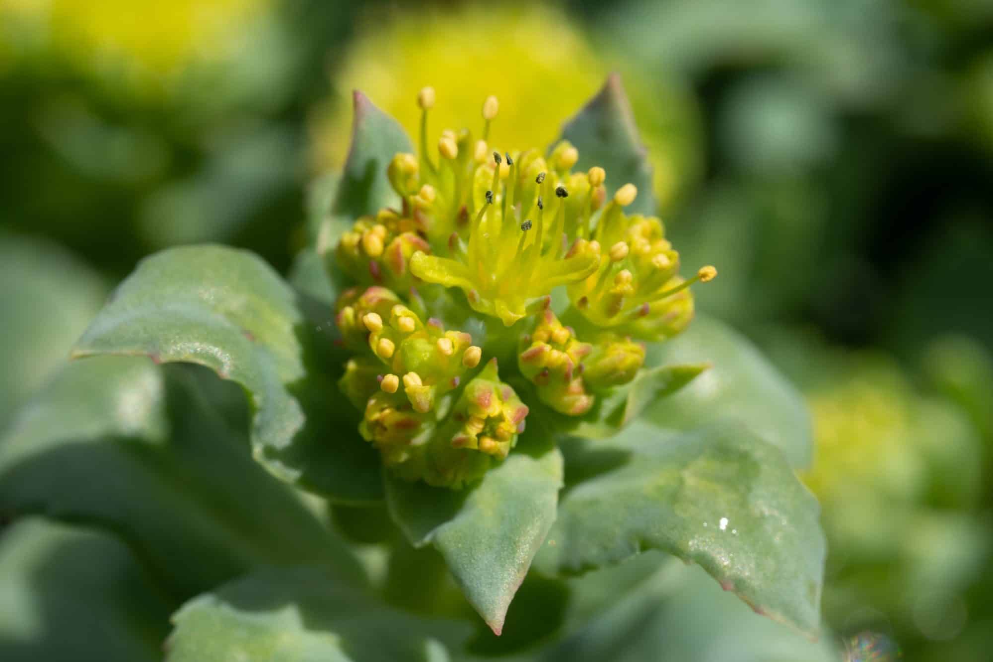 Rhodiola | Herbs | Herbal Reality