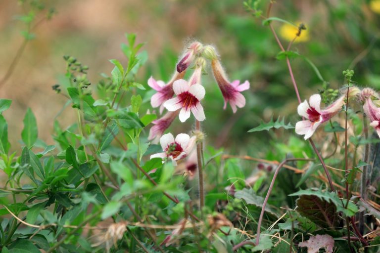 Rehmannia (Rehmannia glutinosa): Benefits, Safety, Uses | Herbal Reality