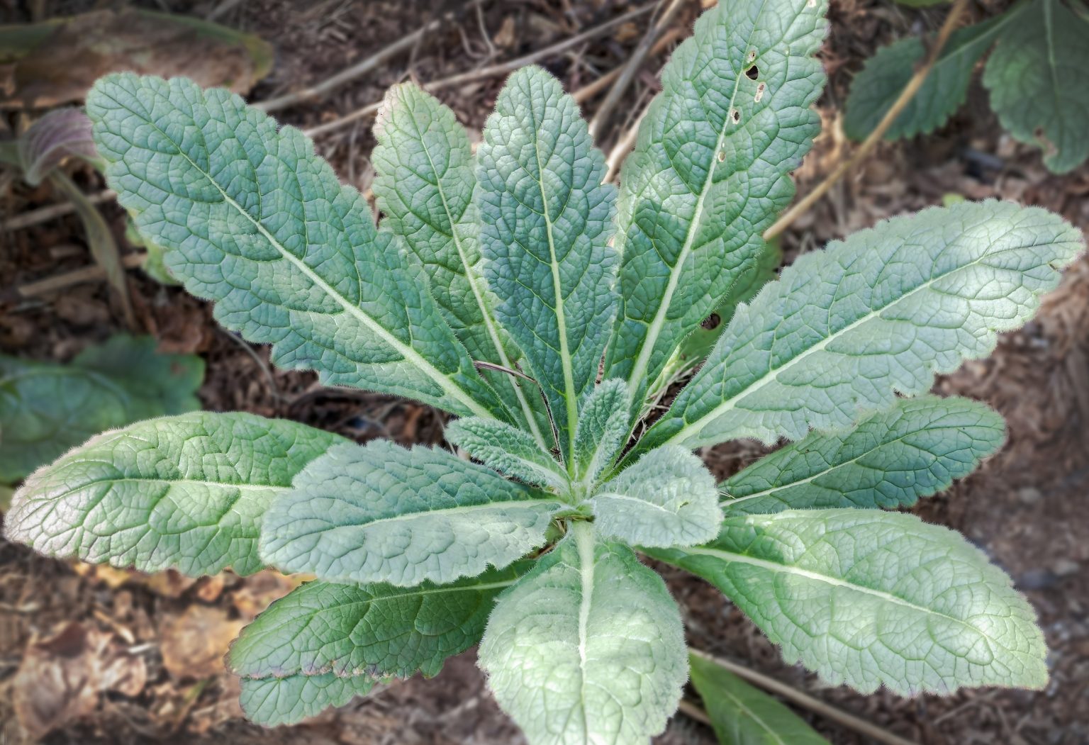 Rehmannia | Herbs | Herbal Reality