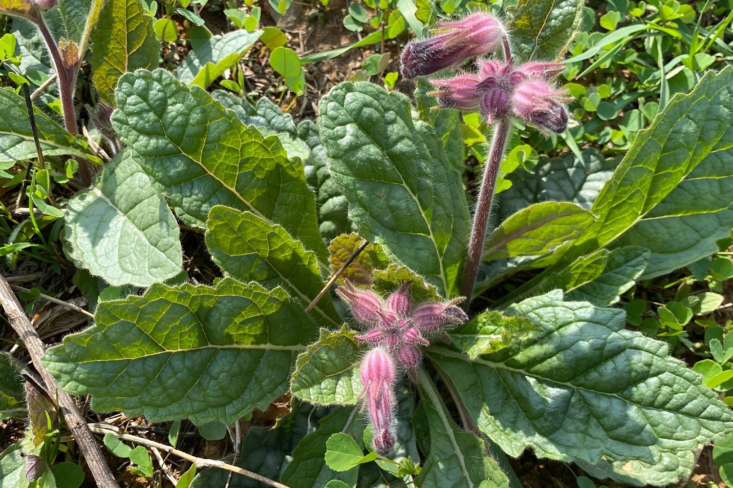 Rehmannia | Herbs | Herbal Reality