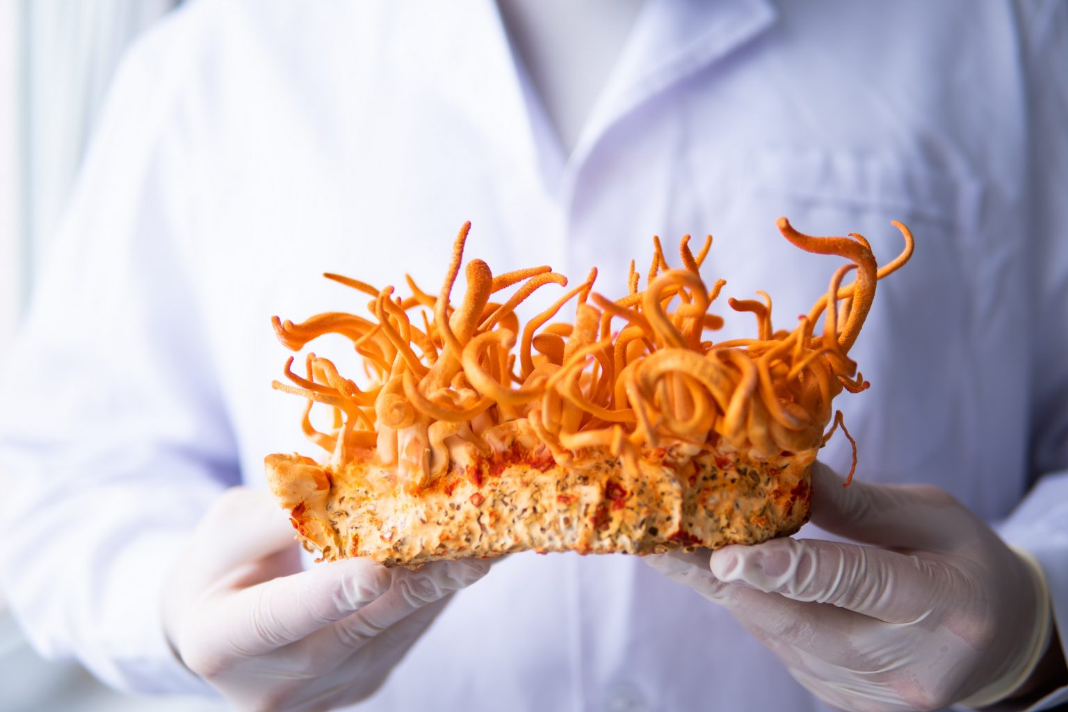 Cordyceps (Ophiocordyceps sinensis): Benefits, Safety, Uses | Herbal ...