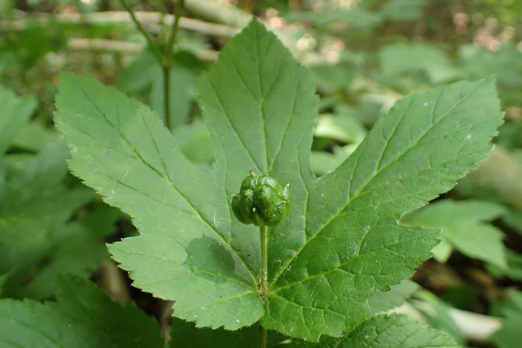 Goldenseal | Herbs | Herbal Reality