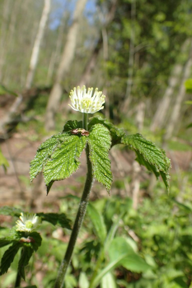 Goldenseal | Herbs | Herbal Reality