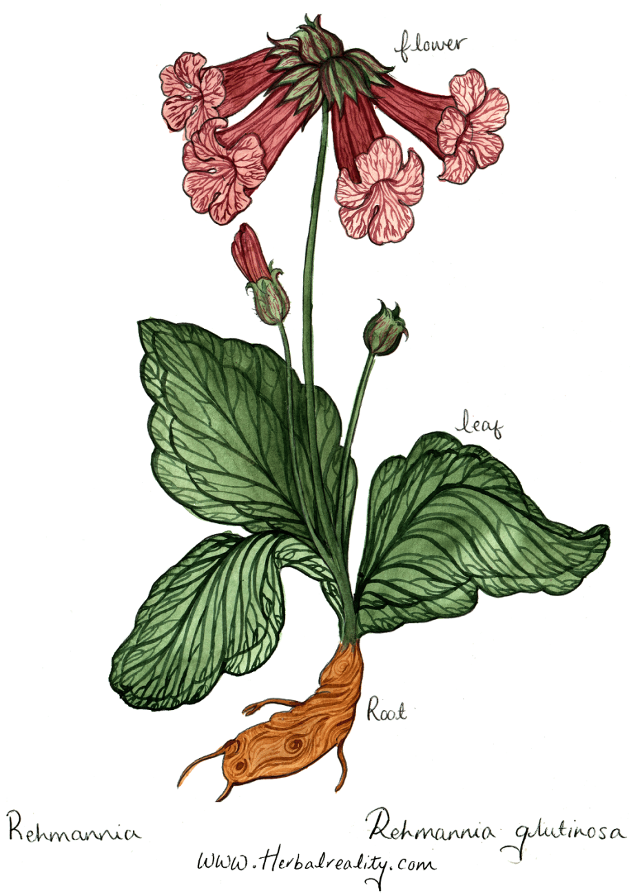 Rehmannia | Herbs | Herbal Reality