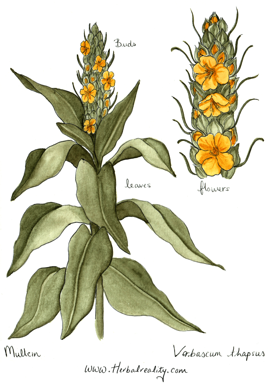 Mullein | Herbs | Herbal Reality