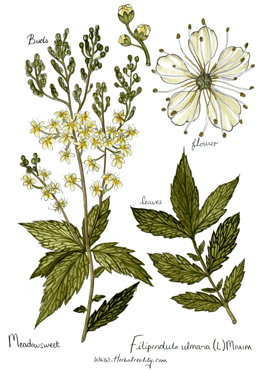 Meadowsweet | Herbs | Herbal Reality