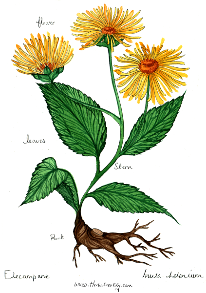 Elecampane | Herbs | Herbal Reality