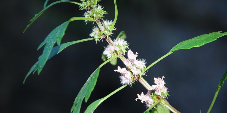 Beta blockers? 10 herbs to consider | Stress and sleep | Herbal Reality