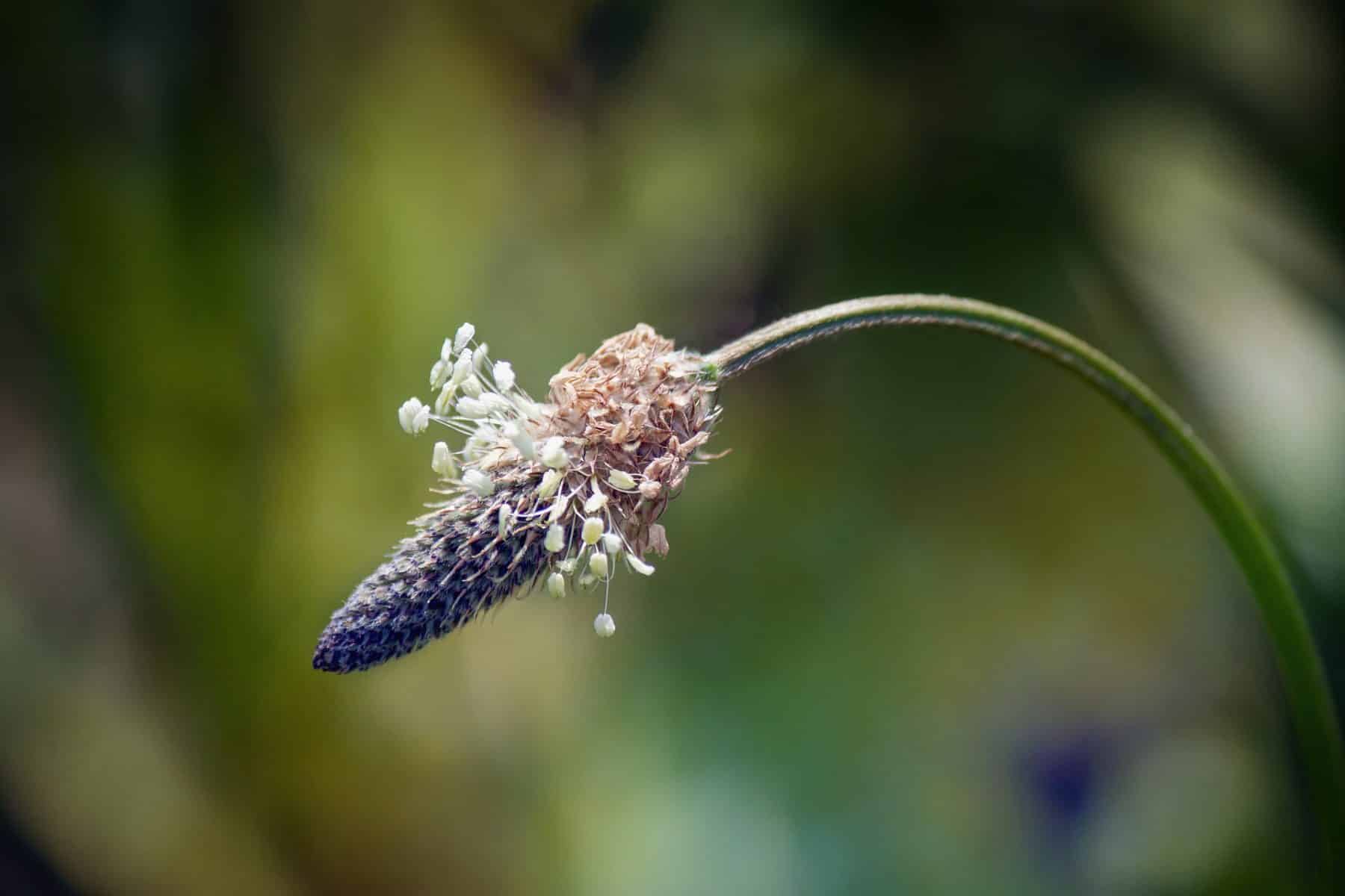 Plantain (Plantago major): Benefits, Safety, Uses | Herbal Reality
