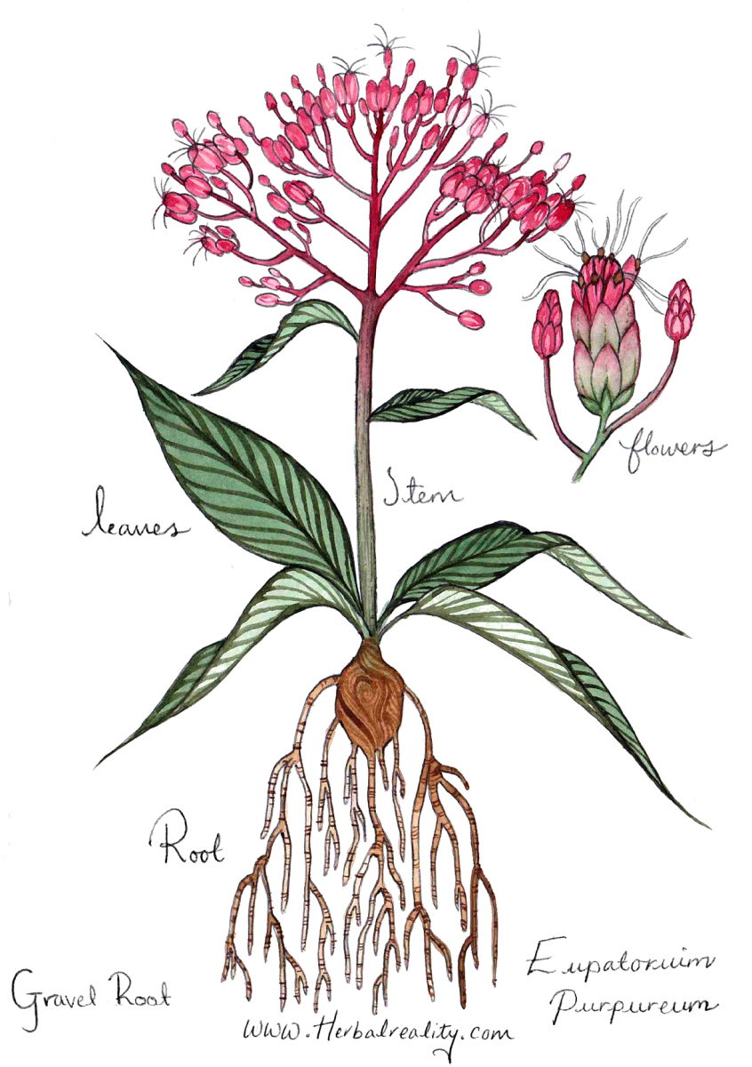 Gravel root | Herbs | Herbal Reality