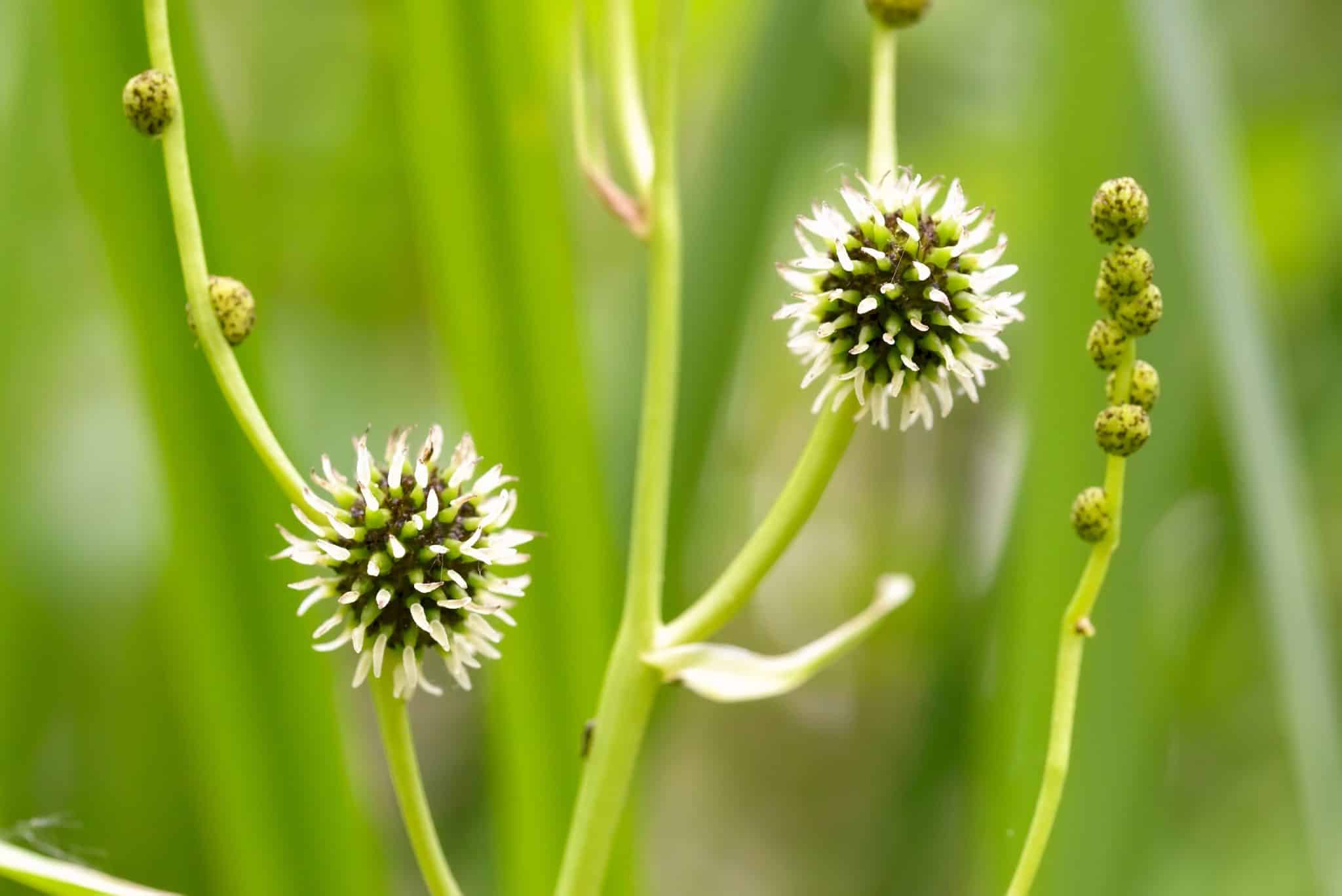 Menstrual health: A traditional Chinese Medicine perspective | Herbal ...