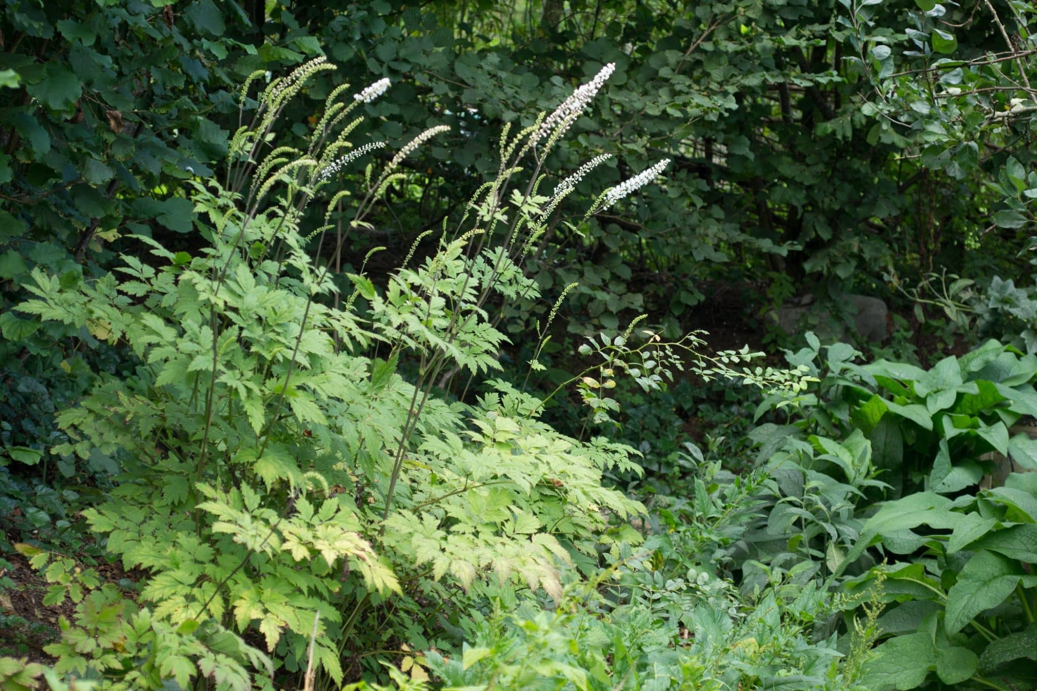 Black Cohosh (Actaea racemosa): Benefits, Side Effects, Uses | Herbal ...