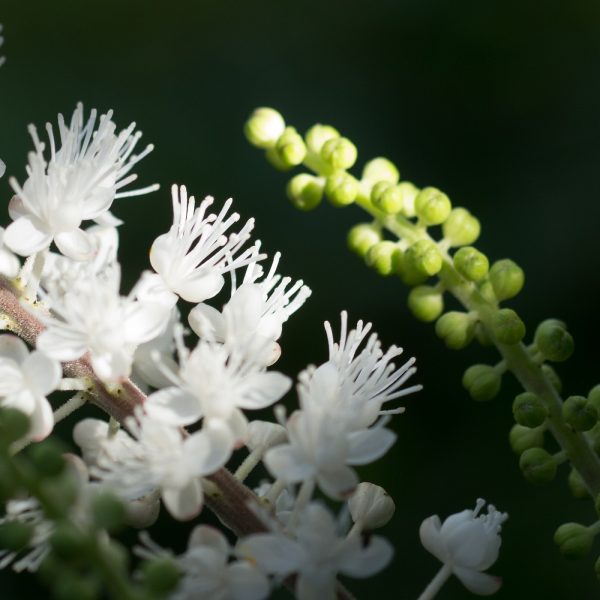 Herbs | Herb monographs | Herbal Reality