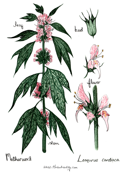 Motherwort | Herbs | Herbal Reality