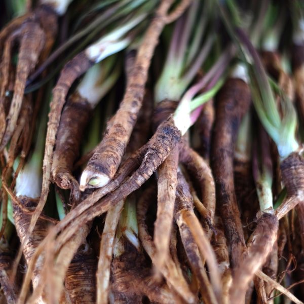 Herbs - Herbal Reality