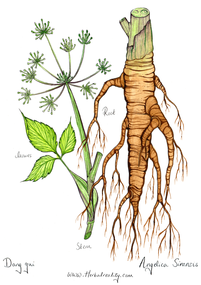 Dang gui | Herbs | Herbal Reality
