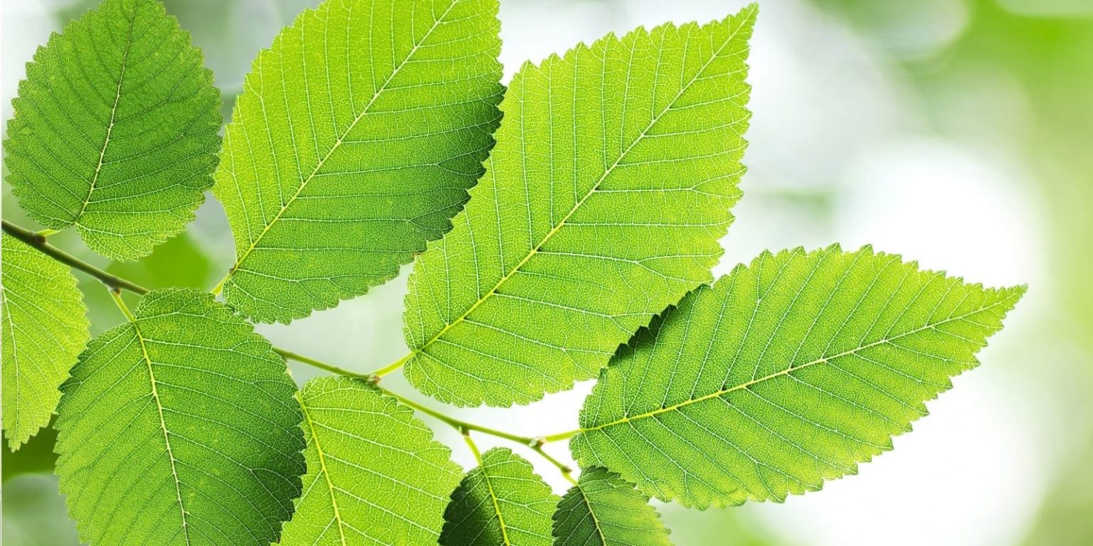 Slippery Elm (Ulmus rubra): Benefits, Safety, Uses | Herbal Reality