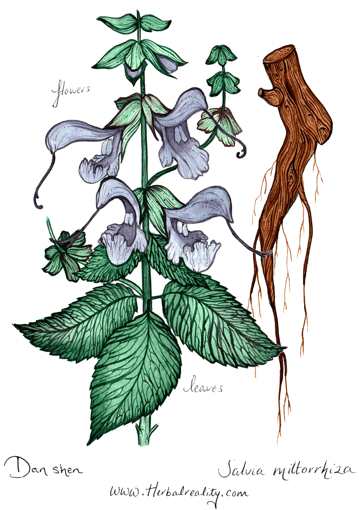 Red sage | Herbs | Herbal Reality