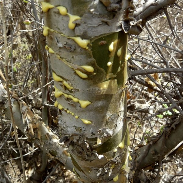 The use of guggulu in Ayurveda and how to prepare it | Ayurvedic herbal ...