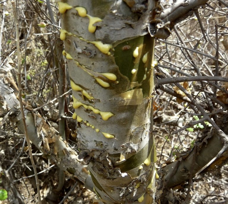 The use of guggulu in Ayurveda and how to prepare it | Ayurvedic herbal ...