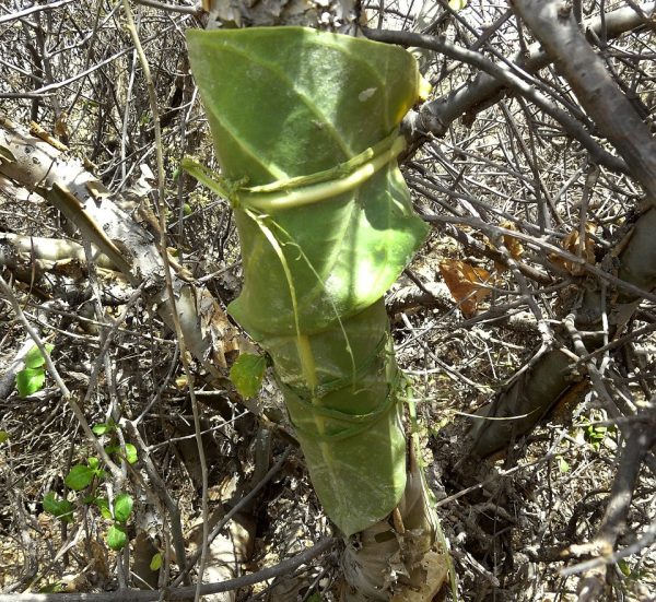 The use of guggulu in Ayurveda and how to prepare it | Ayurvedic herbal ...