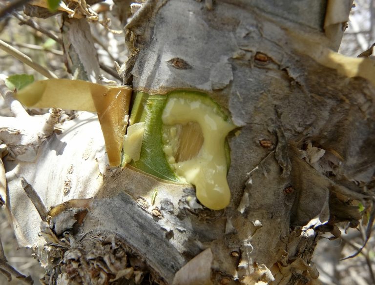 The use of guggulu in Ayurveda and how to prepare it | Ayurvedic herbal ...