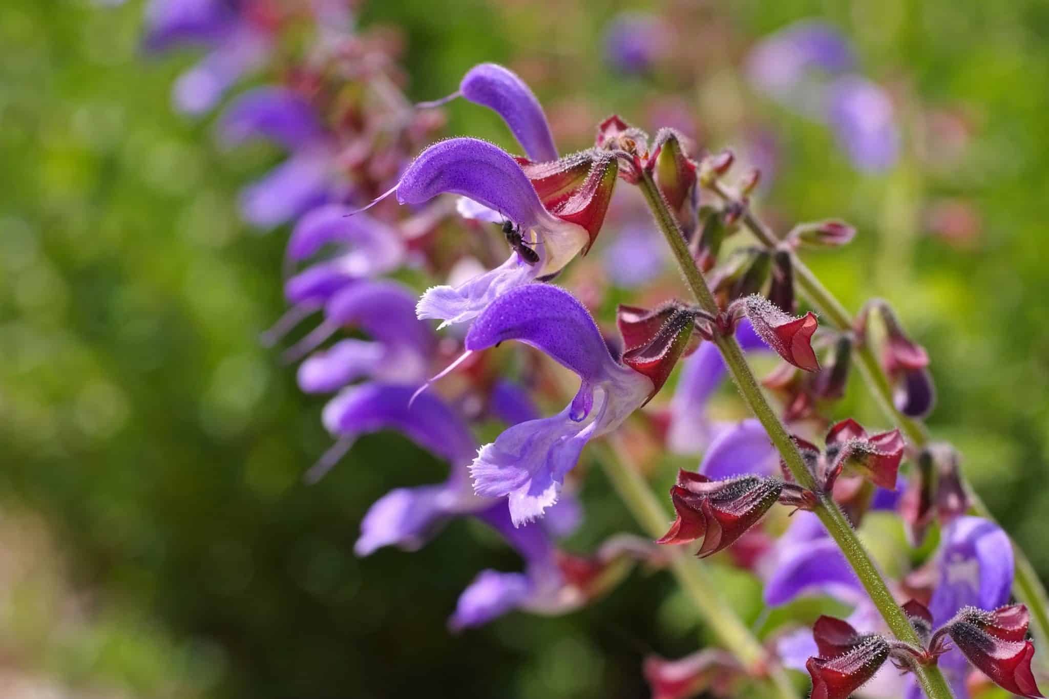 Red sage | Herbs | Herbal Reality