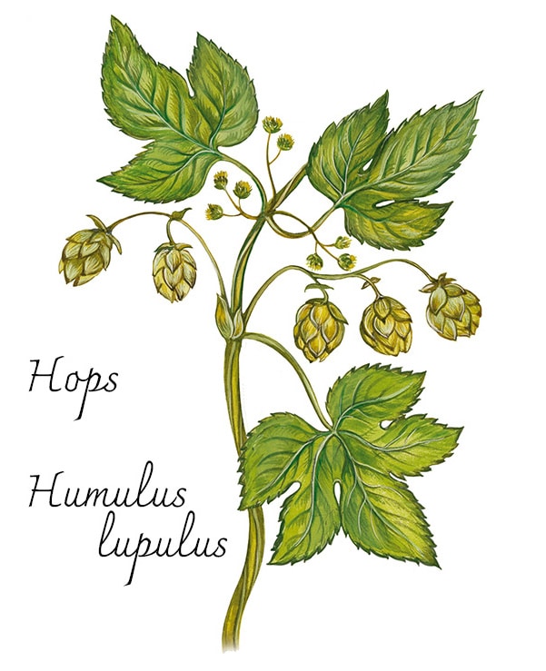 Hops | Herbs | Herbal Reality