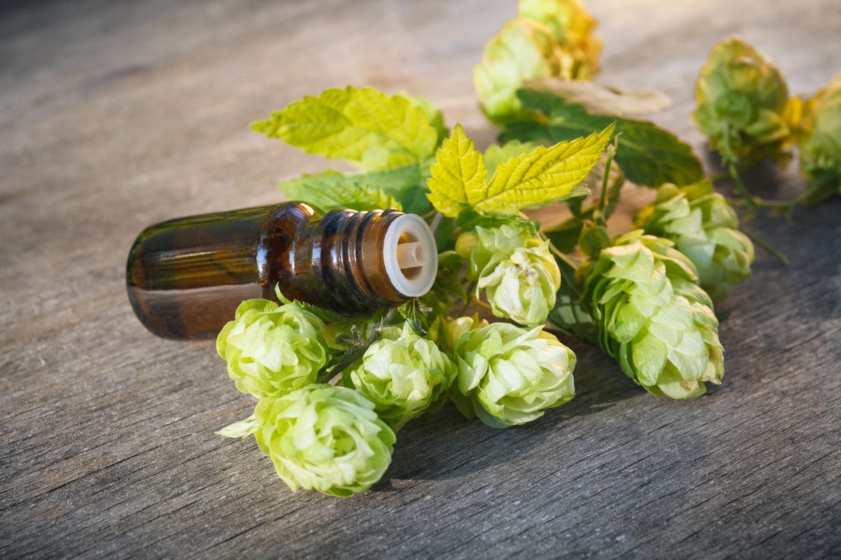 Hops | Herbs | Herbal Reality