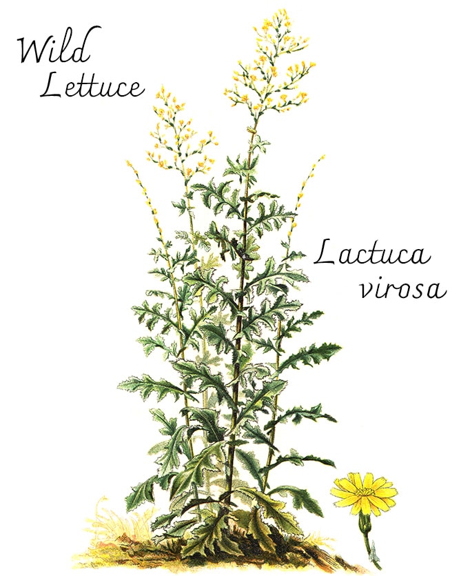 Wild lettuce | Herbs | Herbal Reality
