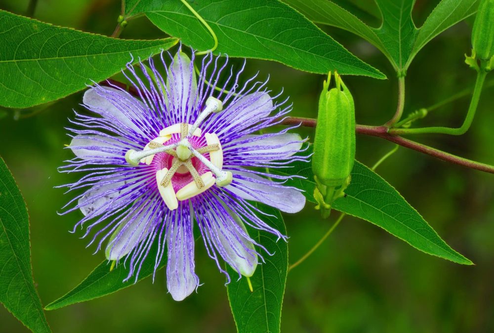 Passionflower (Passiflora incarnata): Benefits, Safety, Uses | Herbal ...