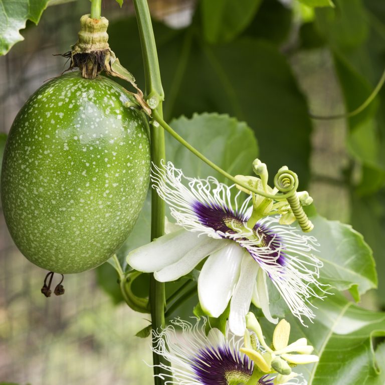 Passionflower (Passiflora incarnata): Benefits, Safety, Uses | Herbal ...