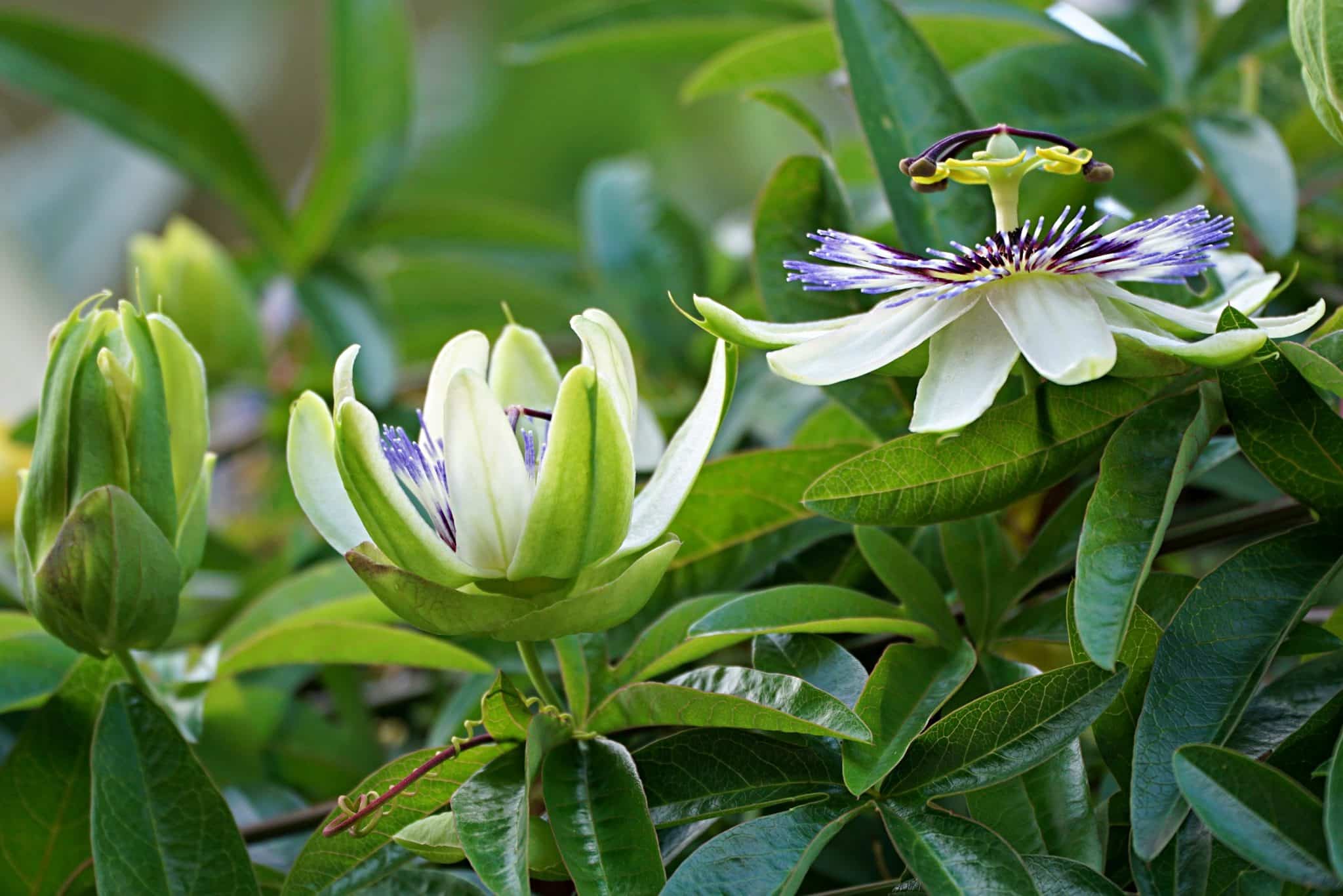 Passionflower | Herbs | Herbal Reality