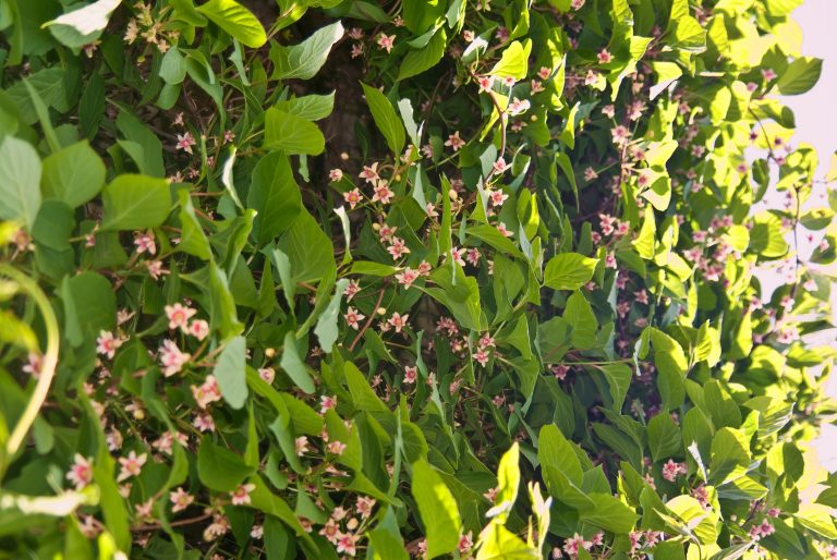Schisandra (Schisandra chinensis): Benefits, Safety, Uses | Herbal Reality