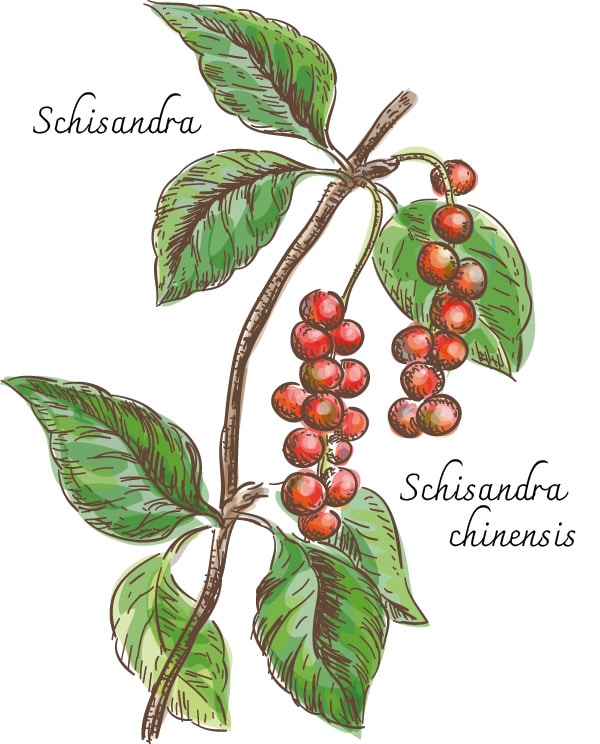 Schisandra | Herbs | Herbal Reality
