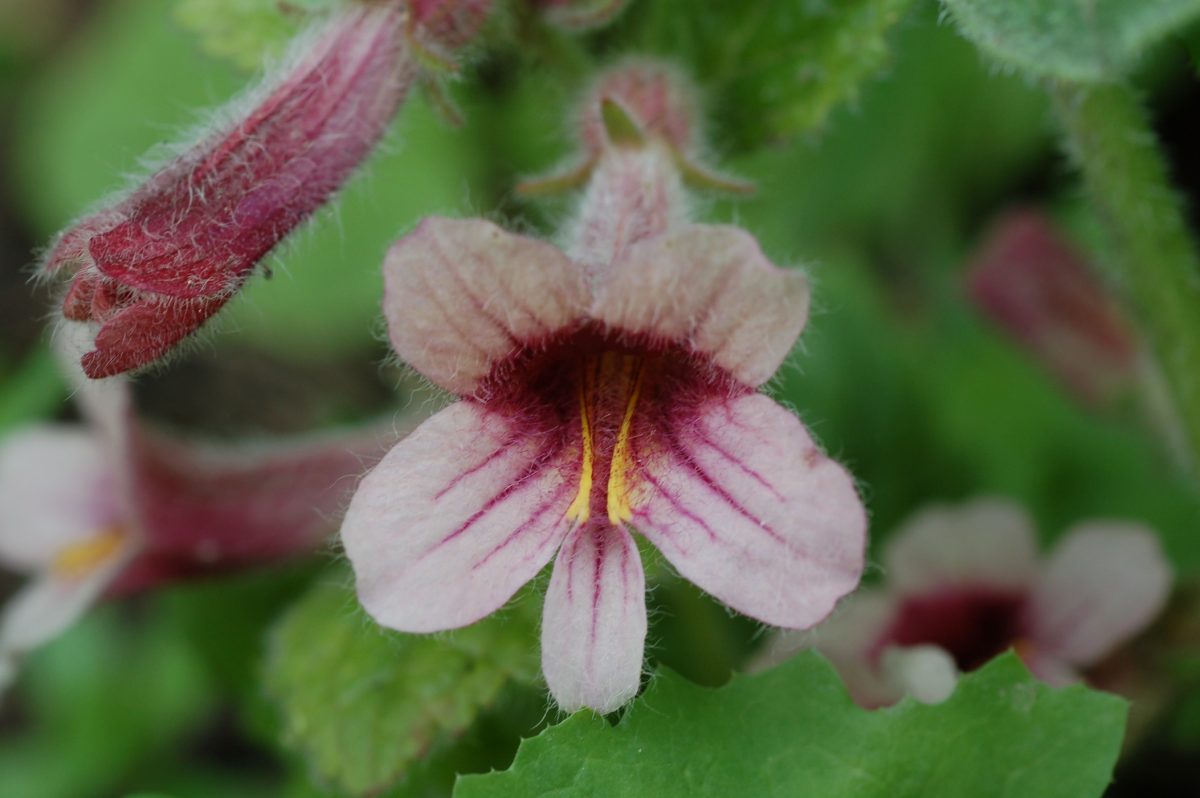 Rehmannia | Herbs | Herbal Reality